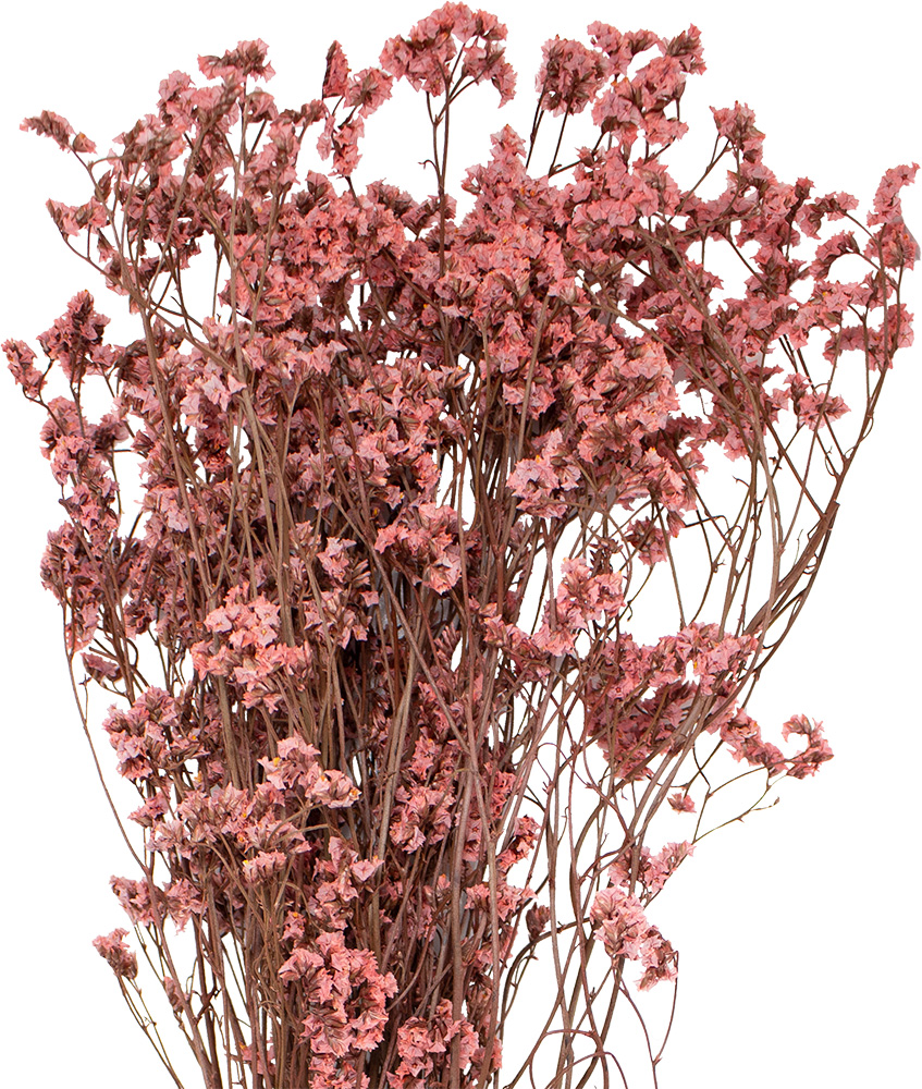 GPﾘﾓﾆｭｰﾑｺｰﾗﾙﾋﾟﾝｸ: プリザーブドフラワー ｜ YDMオンラインストア ｜ 横浜ディスプレイミュージアム