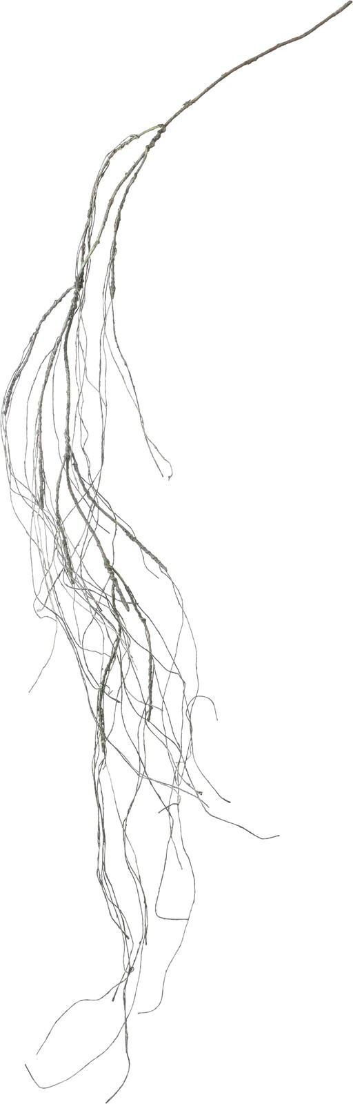 ﾌﾚｷｼﾌﾞﾙﾊﾞｲﾝﾊﾝｶﾞｰ: 造花（アーティフィシャルフラワー） ｜ YDMオンラインストア ｜ 横浜ディスプレイミュージアム