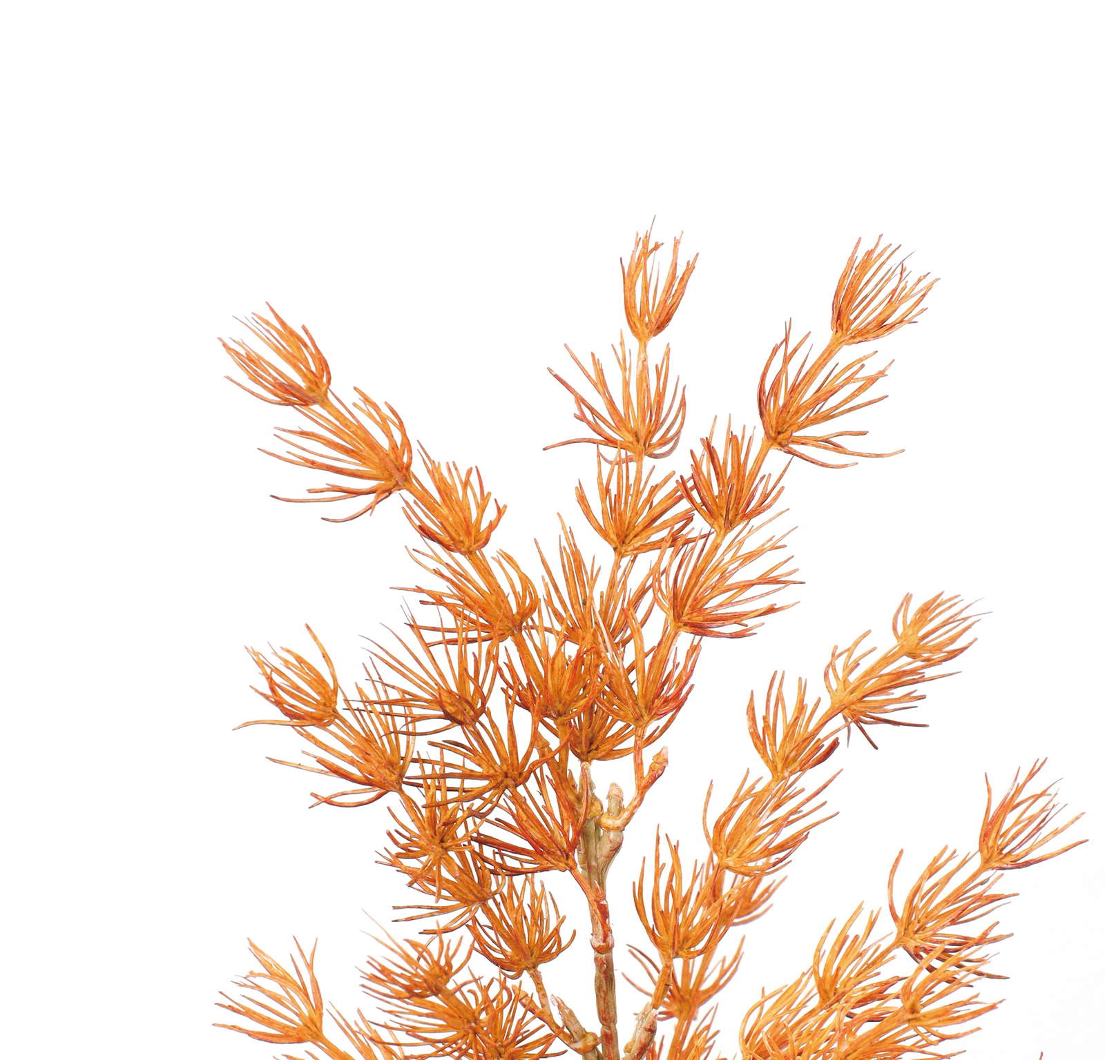 ｶﾗｰﾄﾞｱｽﾊﾟﾗｶﾞｽｽﾌﾟﾚｰ: フェイクグリーン ｜ YDMオンラインストア ｜ 横浜ディスプレイミュージアム