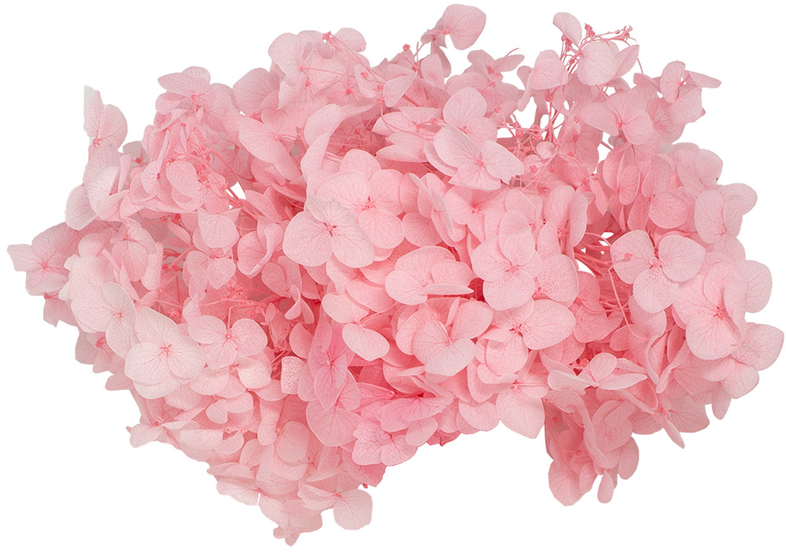 GPｱﾅﾍﾞﾙｱｼﾞｻｲﾋﾟｭｱﾋﾟﾝｸ: プリザーブドフラワー ｜ YDMオンラインストア ｜ 横浜ディスプレイミュージアム