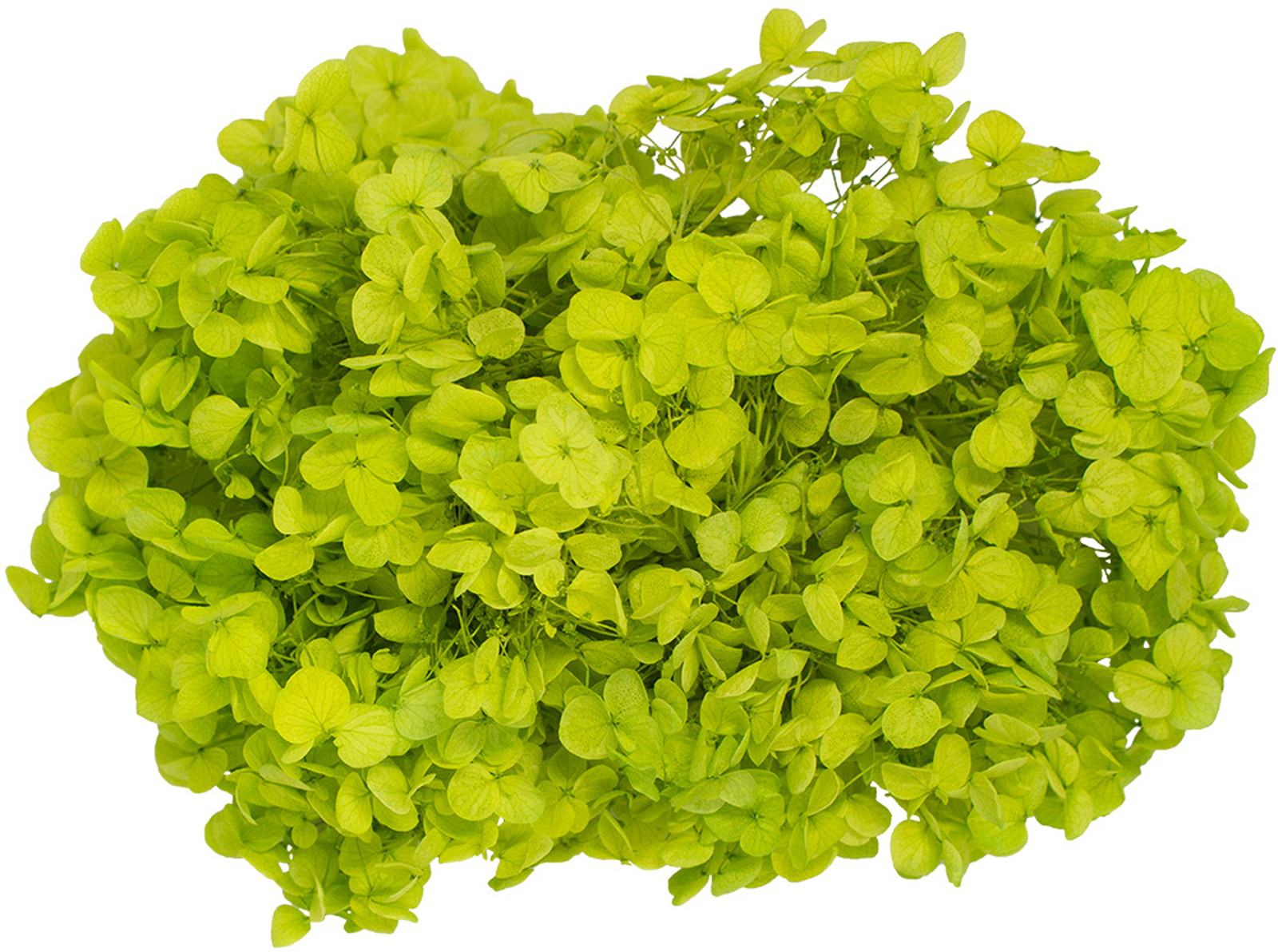 GPｱﾅﾍﾞﾙｱｼﾞｻｲﾗｲﾑｸﾞﾘｰﾝ: プリザーブドフラワー ｜ YDMオンラインストア ｜ 横浜ディスプレイミュージアム