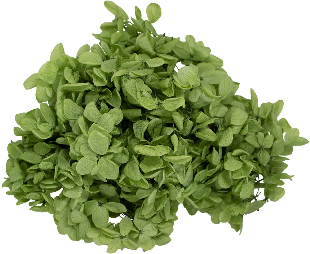 GPﾋﾟﾗﾐｯﾄｱｼﾞｻｲﾅﾁｭﾗﾙｸﾞﾘｰﾝ: プリザーブドフラワー ｜ YDMオンラインストア ｜ 横浜ディスプレイミュージアム