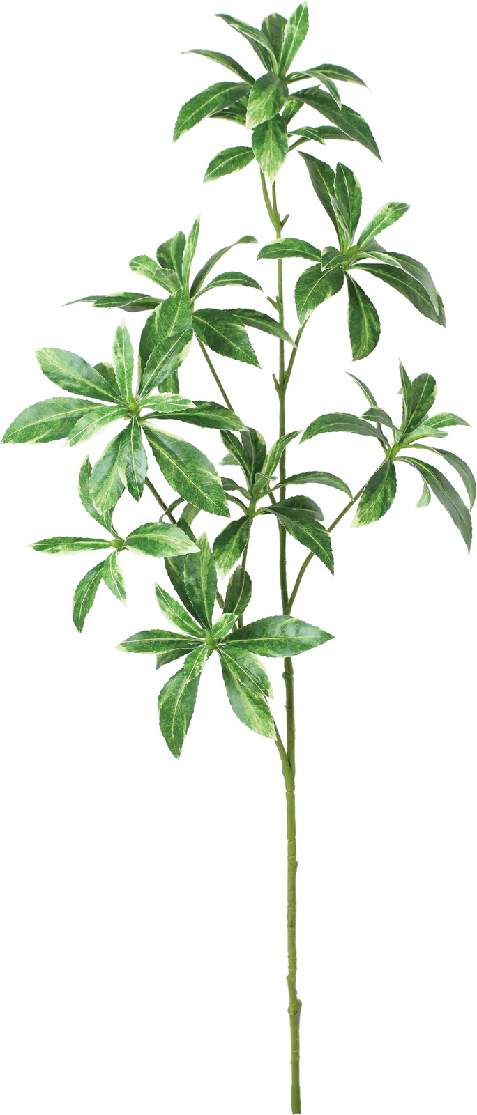 ｼｪﾌﾚﾗｽﾌﾟﾚｰ: フェイクグリーン ｜ YDMオンラインストア ｜ 横浜ディスプレイミュージアム