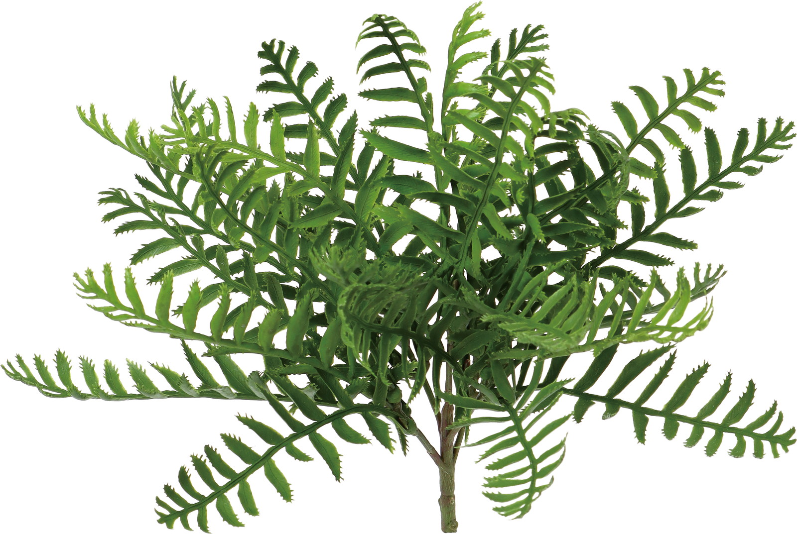 UVﾐﾆｱｽﾌﾟﾚﾆｳﾑﾌﾞｯｼｭ: フェイクグリーン ｜ YDMオンラインストア ｜ 横浜ディスプレイミュージアム