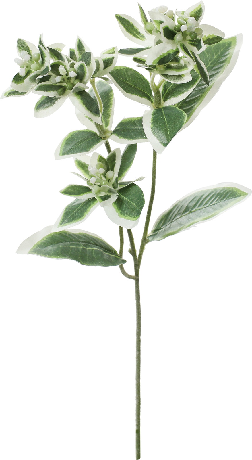 ﾕｰﾌｫﾙﾋﾞｱ: フェイクグリーン ｜ YDMオンラインストア ｜ 横浜ディスプレイミュージアム