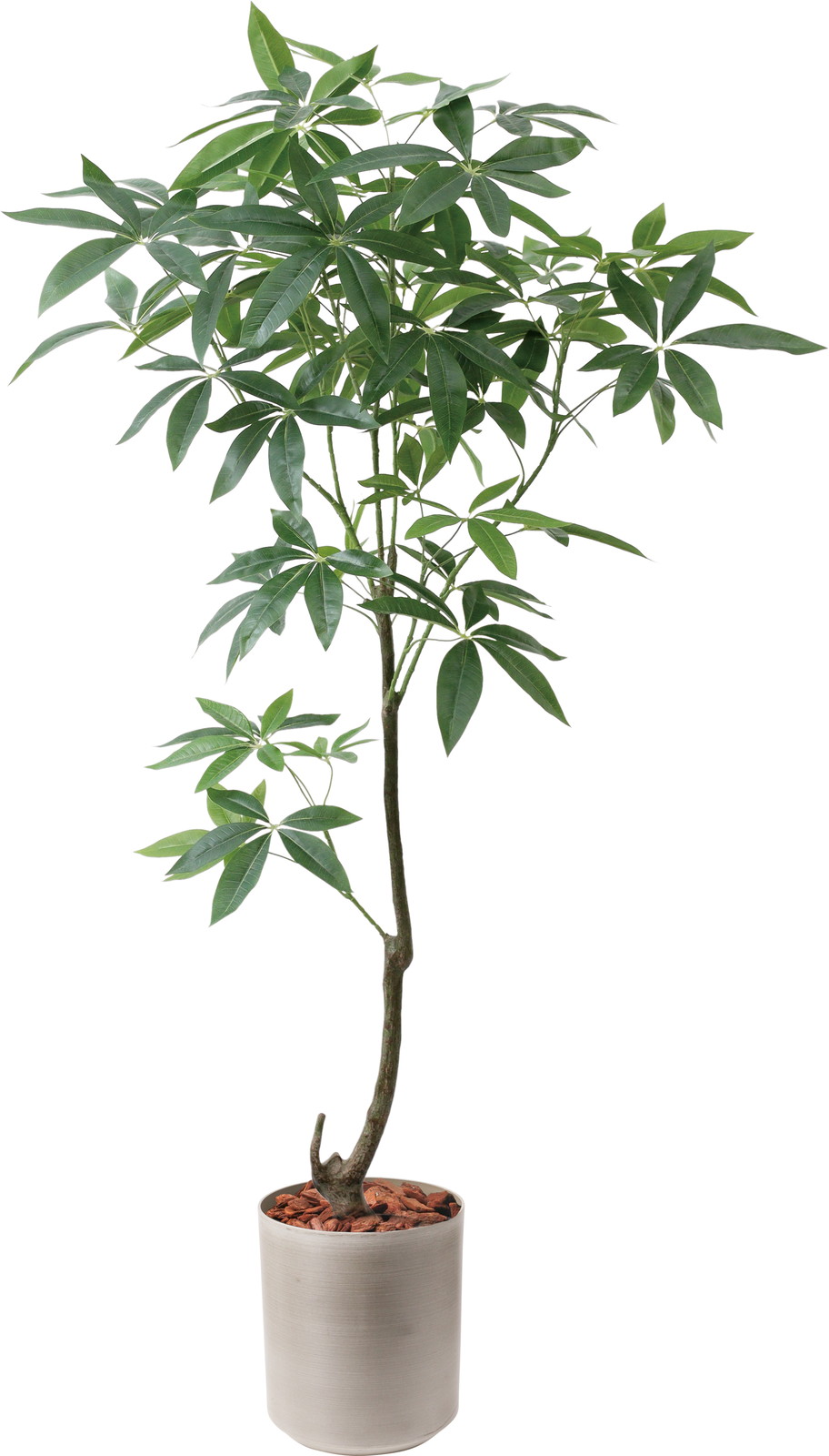 【送料別途A】150CMﾊﾟｷﾗ: インテリアグリーン（鉢物・樹木） ｜ YDMオンラインストア ｜ 横浜ディスプレイミュージアム