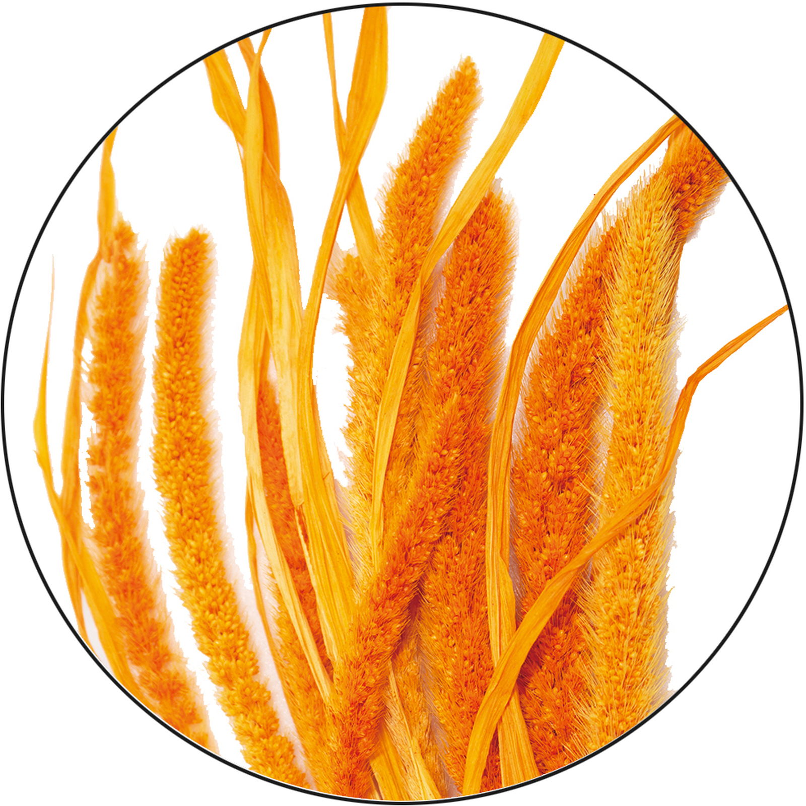 GP粟 ｵﾚﾝｼﾞ: プリザーブドフラワー ｜ YDMオンラインストア ｜ 横浜ディスプレイミュージアム